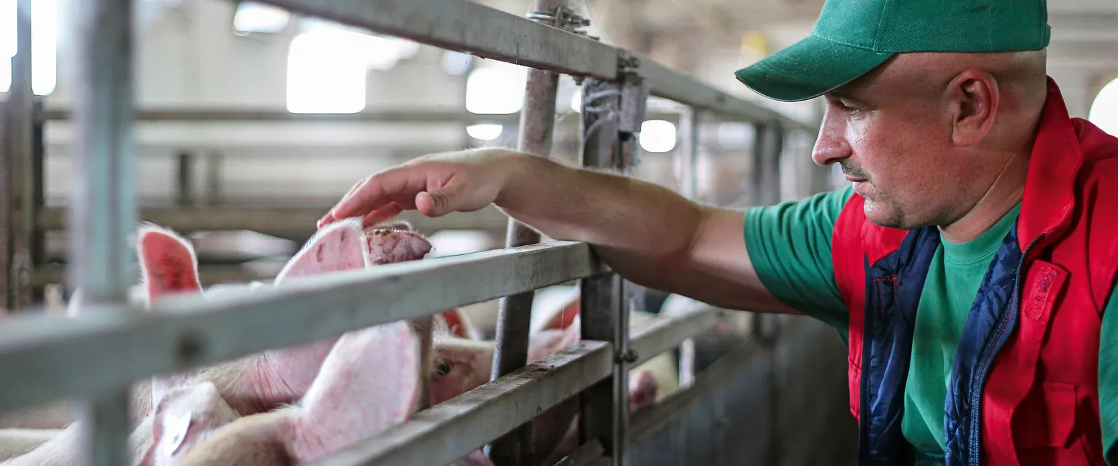 Cleaning and hygiene in pig farming | Kärcher International
